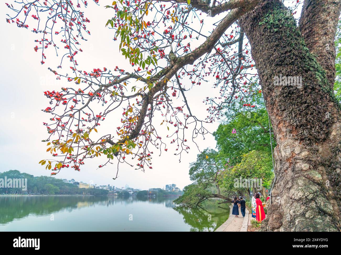 Hanoi, Vietnam - May 6th, 2024: Blooming bombax ceiba tree at Hoan Kiem ...