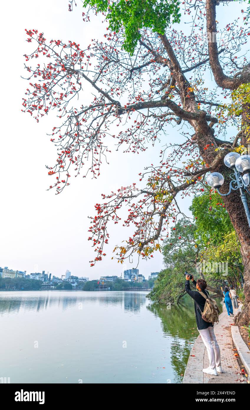 Hanoi, Vietnam - May 6th, 2024: Blooming bombax ceiba tree at Hoan Kiem ...