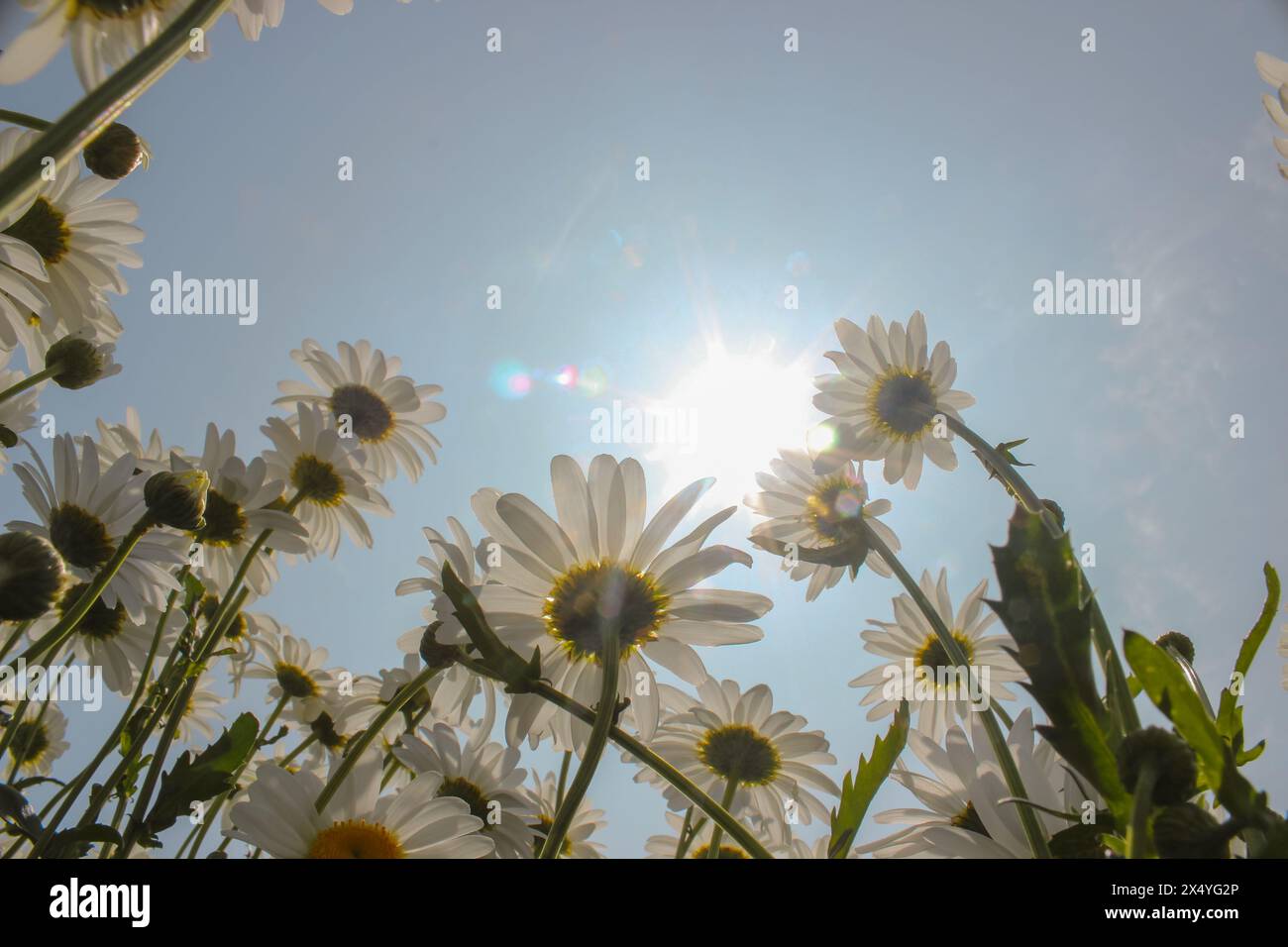 daisy flower field blooming view from bottom sunshine and lens flare ...