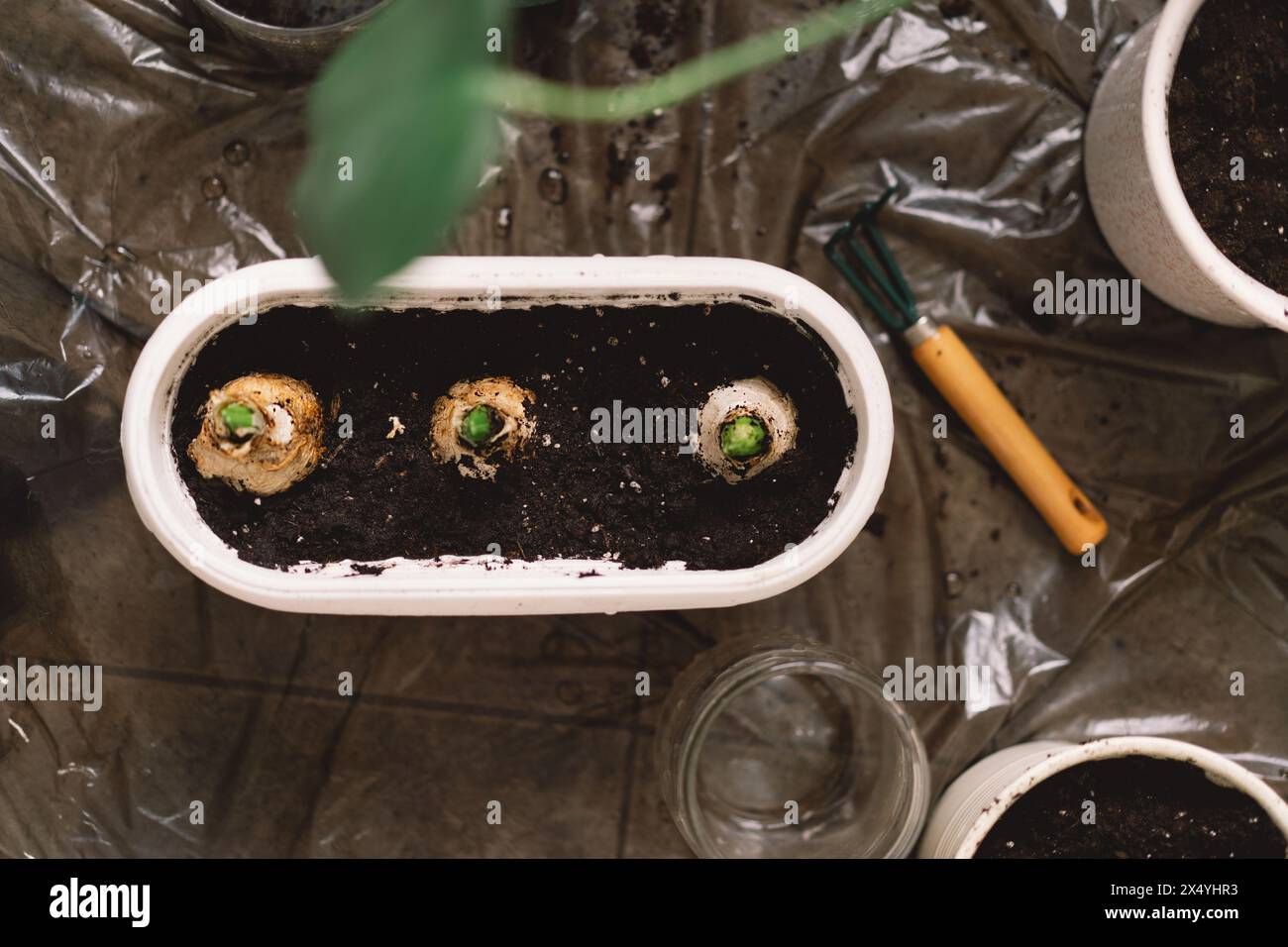 Indoor Gardening Project Showing Sprouting Bulbs in a White Planter Box ...