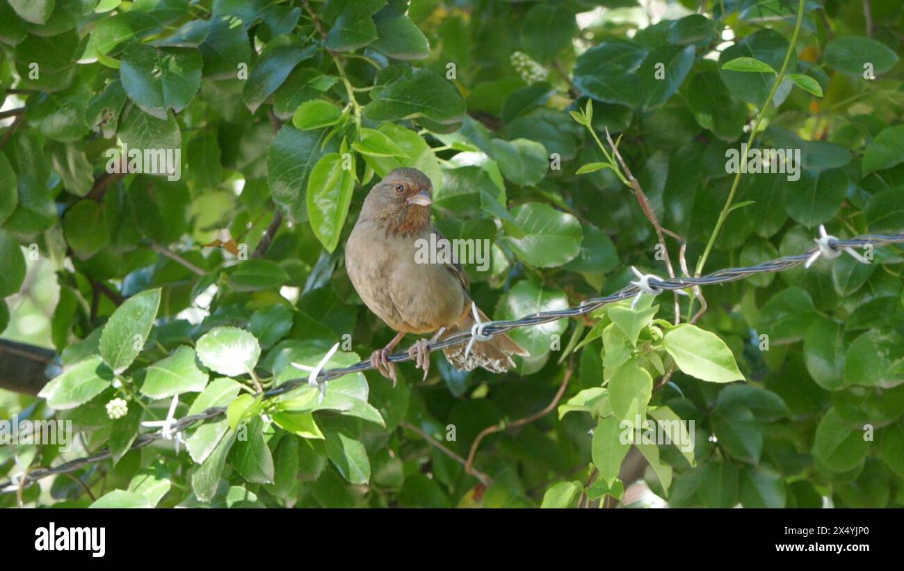 Los Angeles, California, USA 5th May 2024 Bird in tree at The Beatles ...
