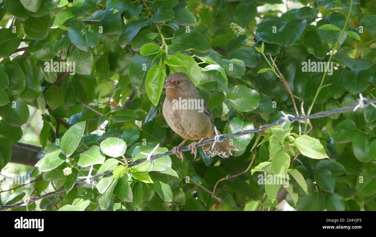 Los Angeles, California, USA 5th May 2024 Bird in Tree at The Beatles ...