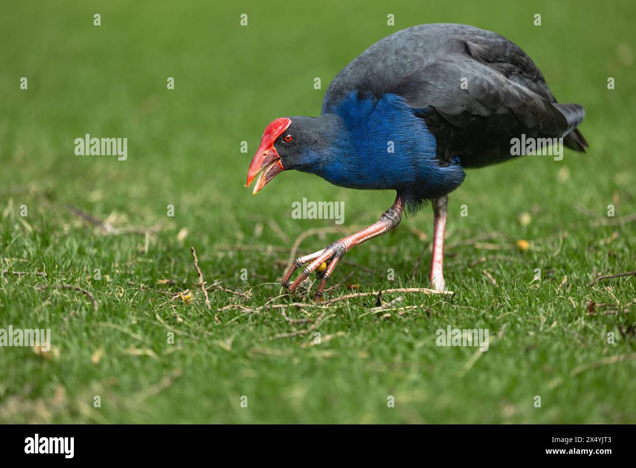 Pukeko native new zealand bird hi-res stock photography and images - Alamy
