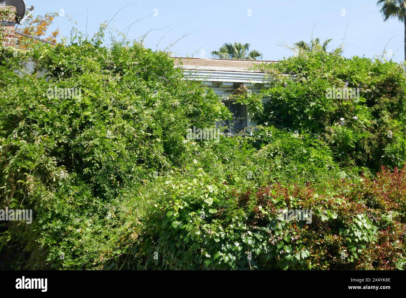 William haines and jimmy shields hi-res stock photography and images ...