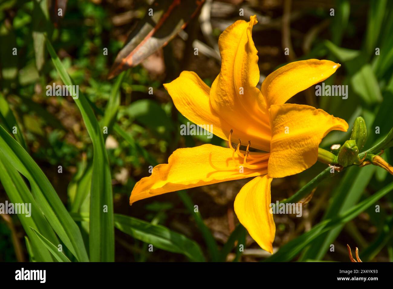 Bunga bakung hi-res stock photography and images - Alamy