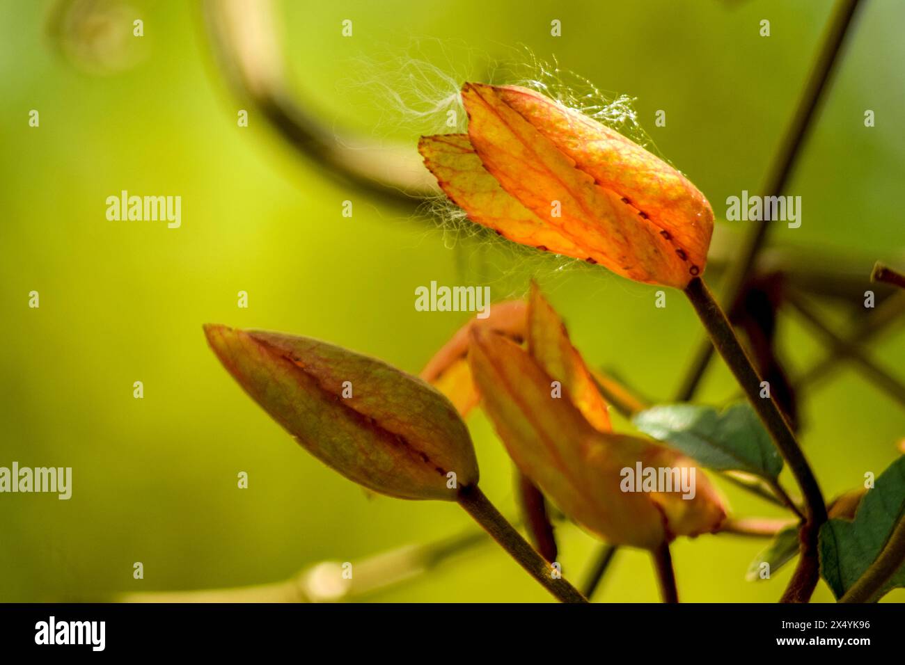 flower buds Passiflora vitifolia, flower Stock Photo - Alamy