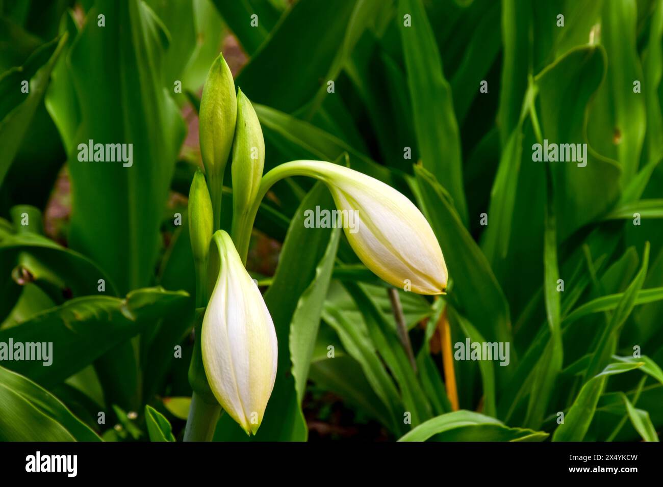 Bunga putih hi-res stock photography and images - Alamy