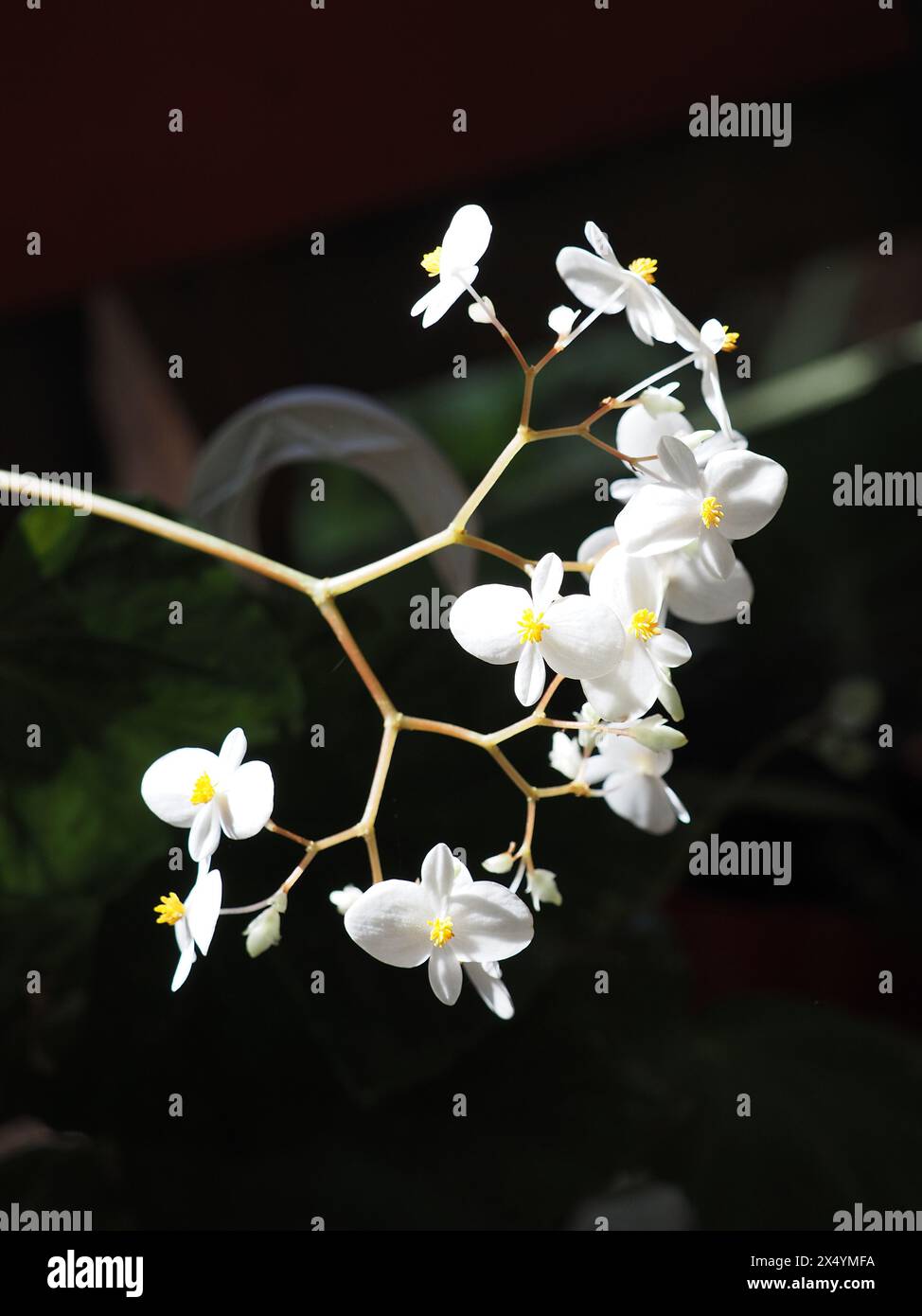 Close up begonia maculata hi-res stock photography and images - Alamy