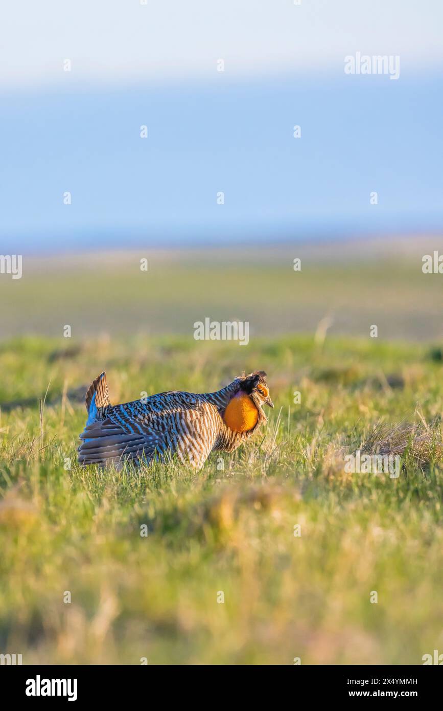 Greater Prairie-Chicken, Tympanuchus cupido, displaying on lek in Fort ...