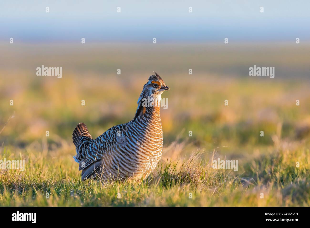 Greater Prairie-Chicken, Tympanuchus cupido, displaying on lek in Fort ...