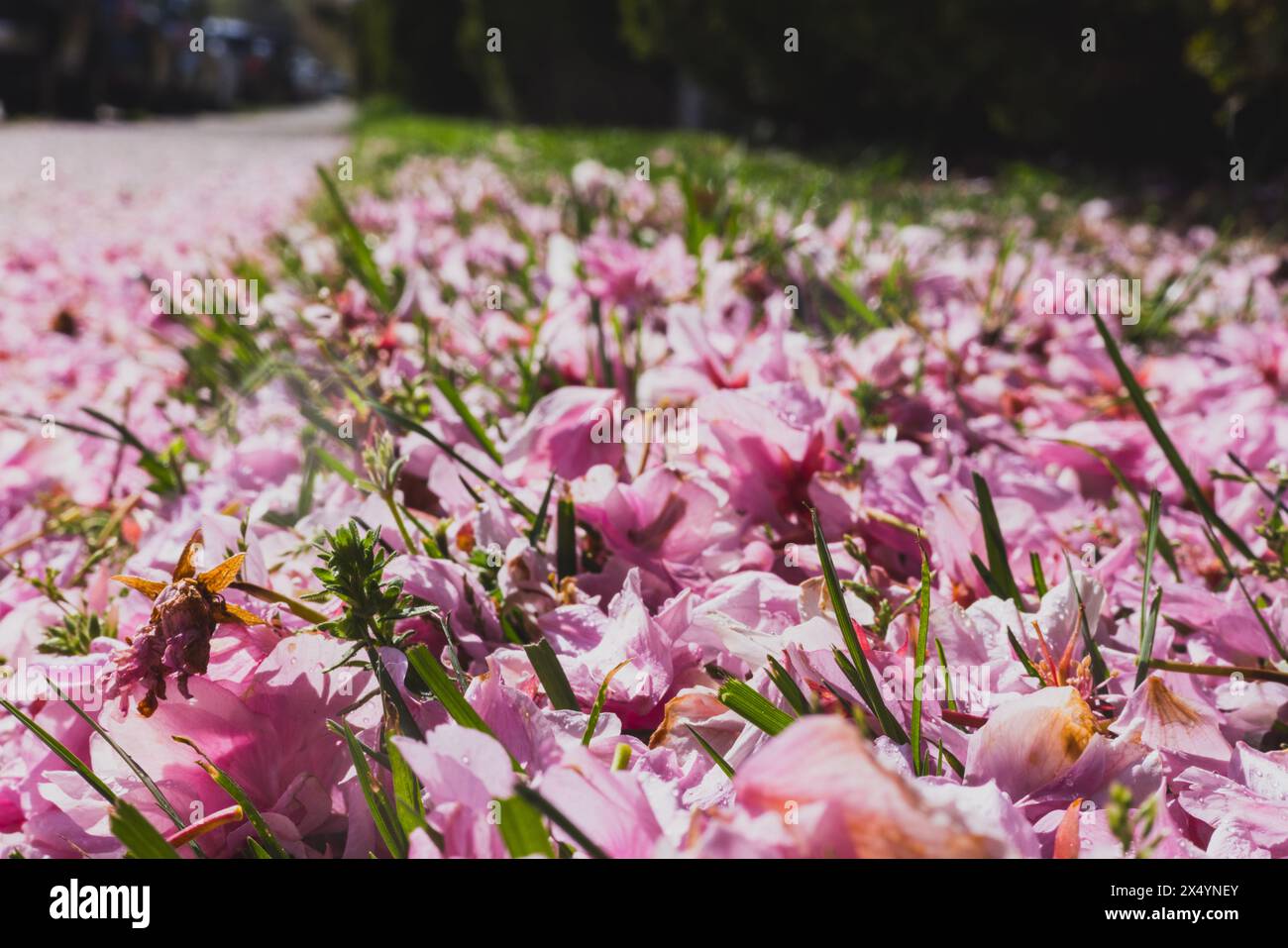 Fallen pink cherry blossoms lie among blades of grass in the spring ...