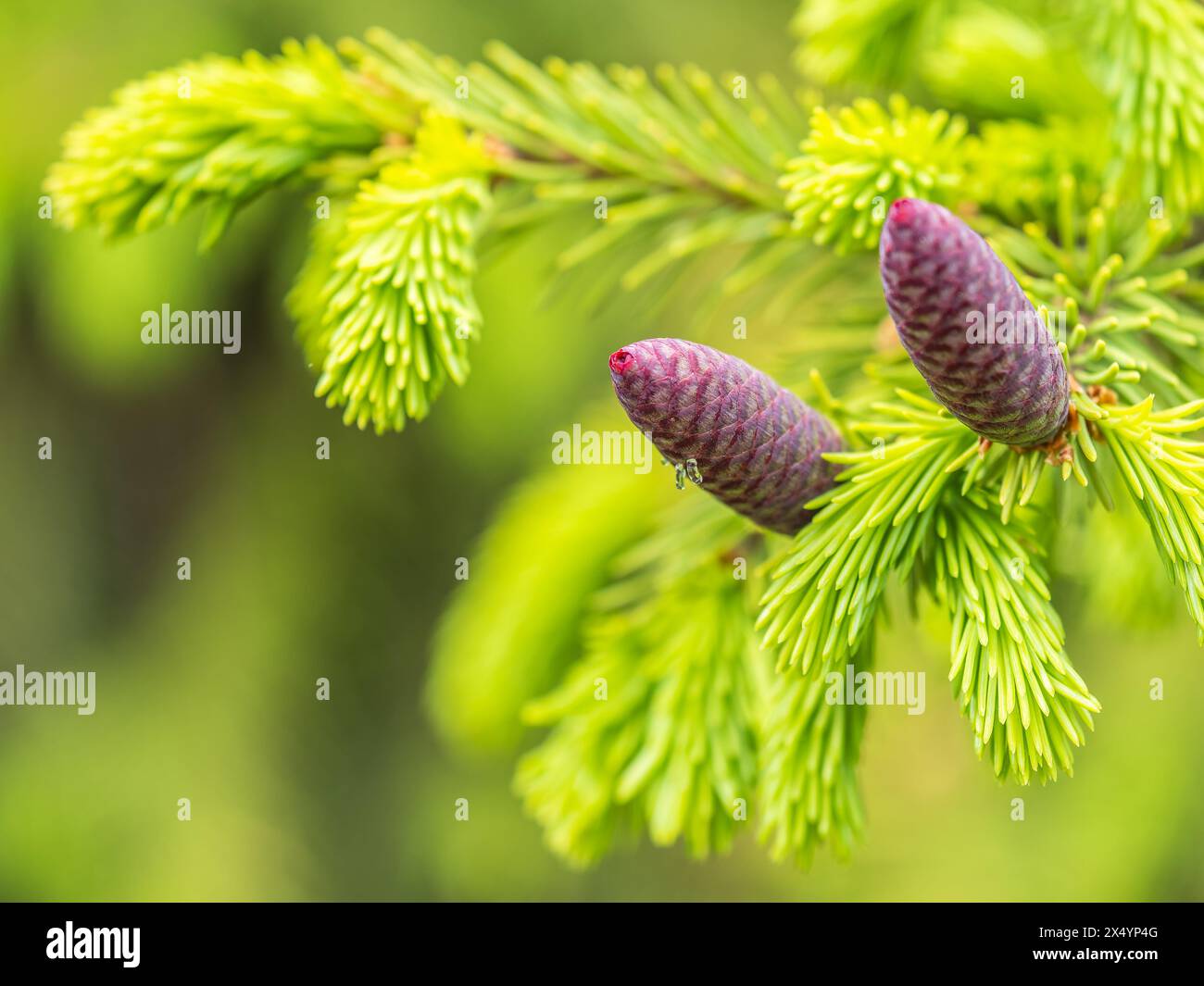 A young female cone of ordinary spruce, it is pink and its scales ...