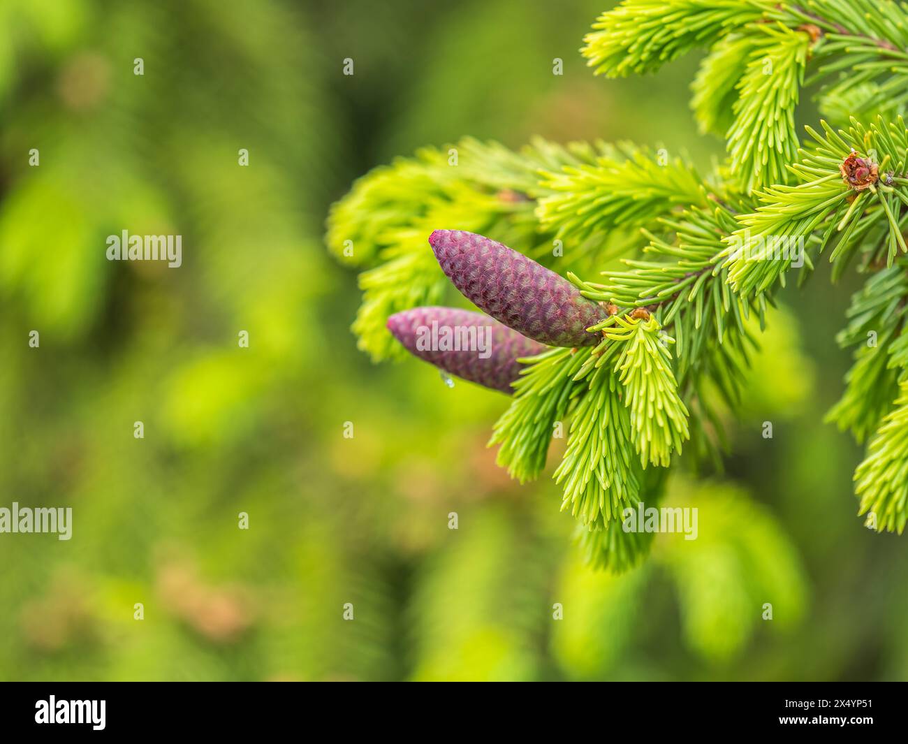 A young female cone of ordinary spruce, it is pink and its scales ...