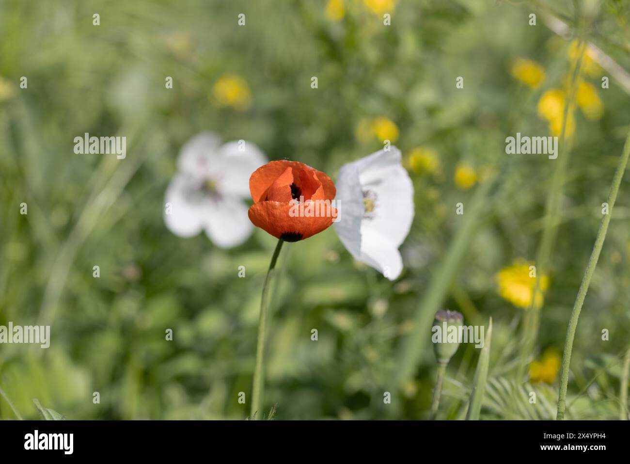 Oriental white poppy (Papaver orientale) in close-up. In middle there ...