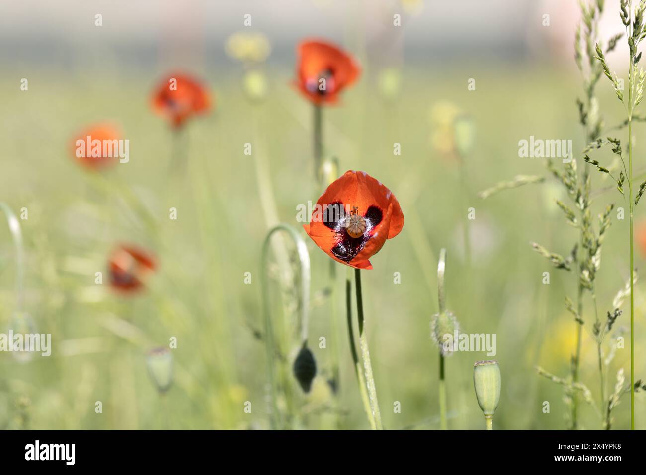 Beautiful red poppies, poppy flower, landscape, spring flower field ...