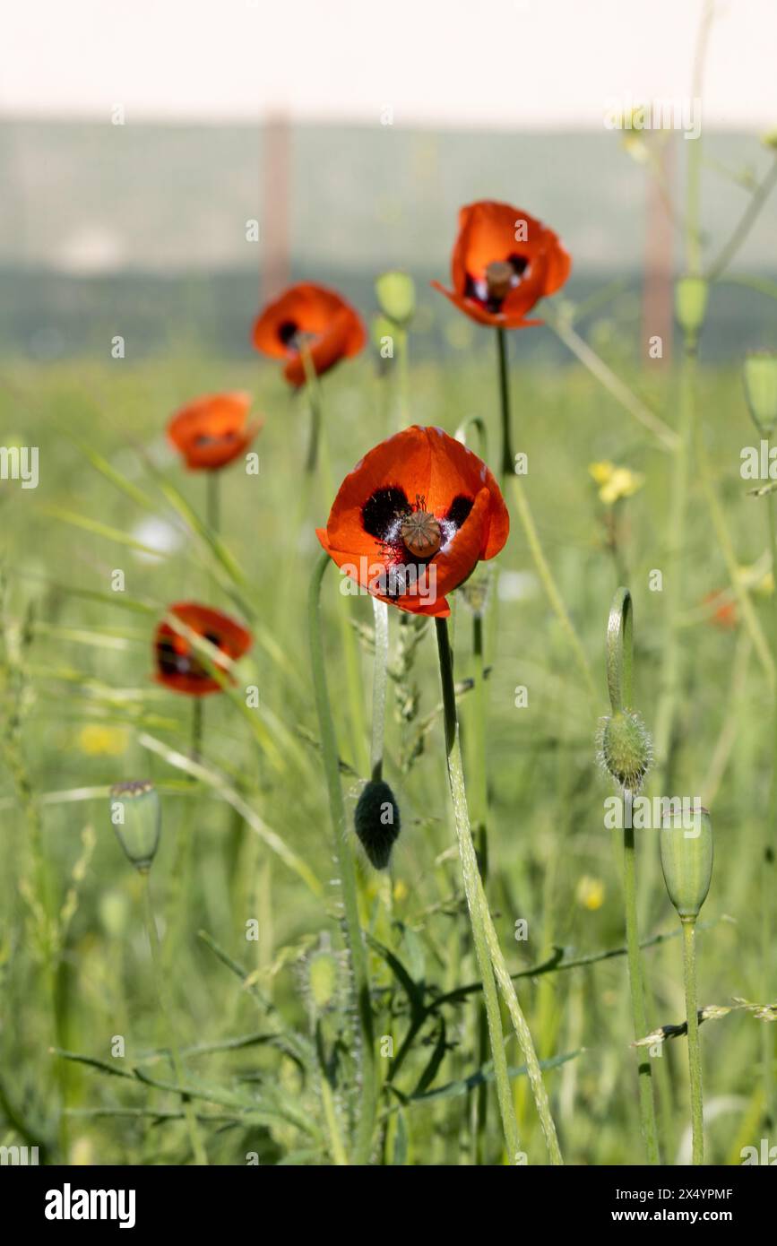 Beautiful red poppies, poppy flower, landscape, spring flower field ...