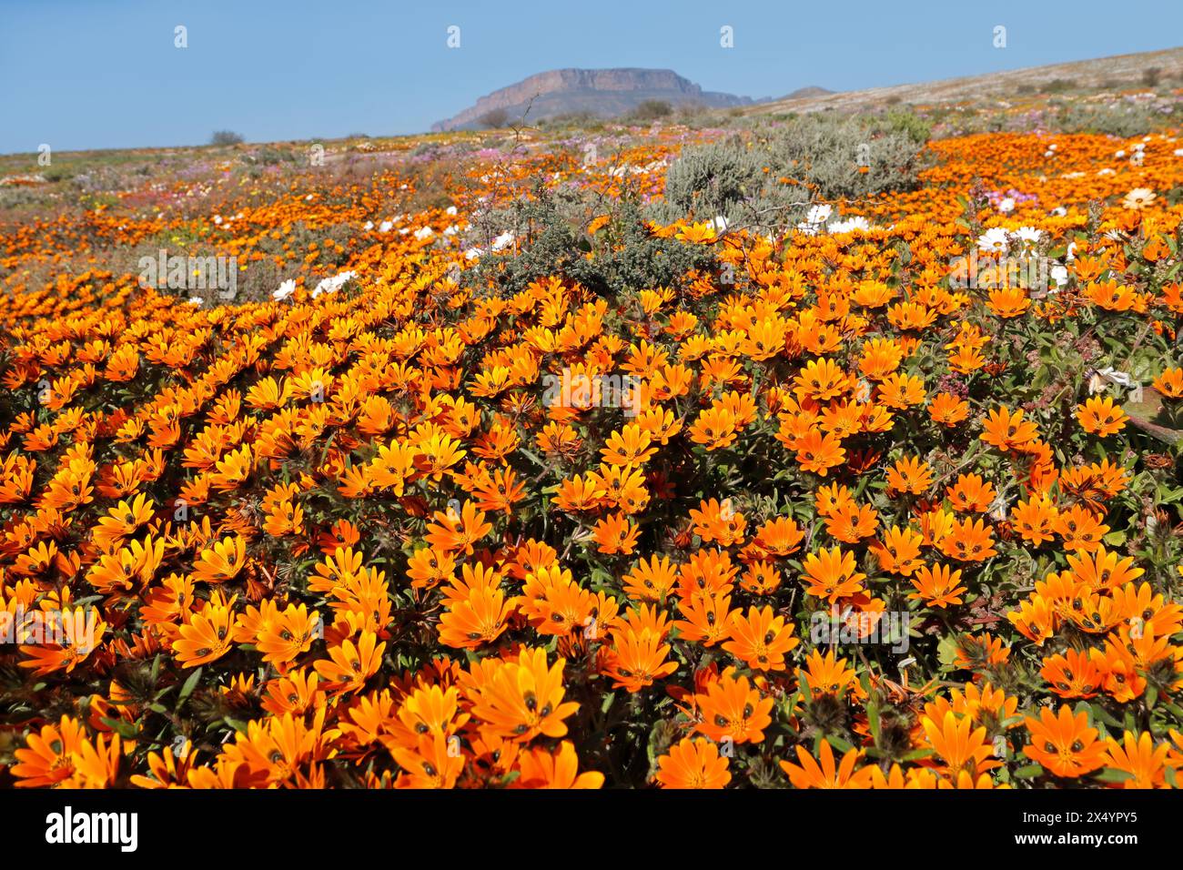 Colorful blooming Namaqualand daisies (Dimorphotheca sinuata), Northern ...