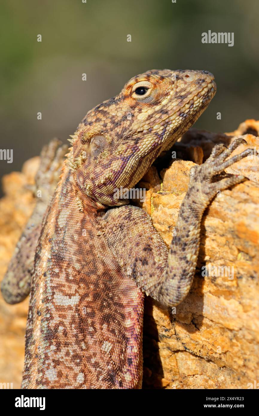 Portrait of a female southern rock agama (Agama atra) sitting on a rock ...