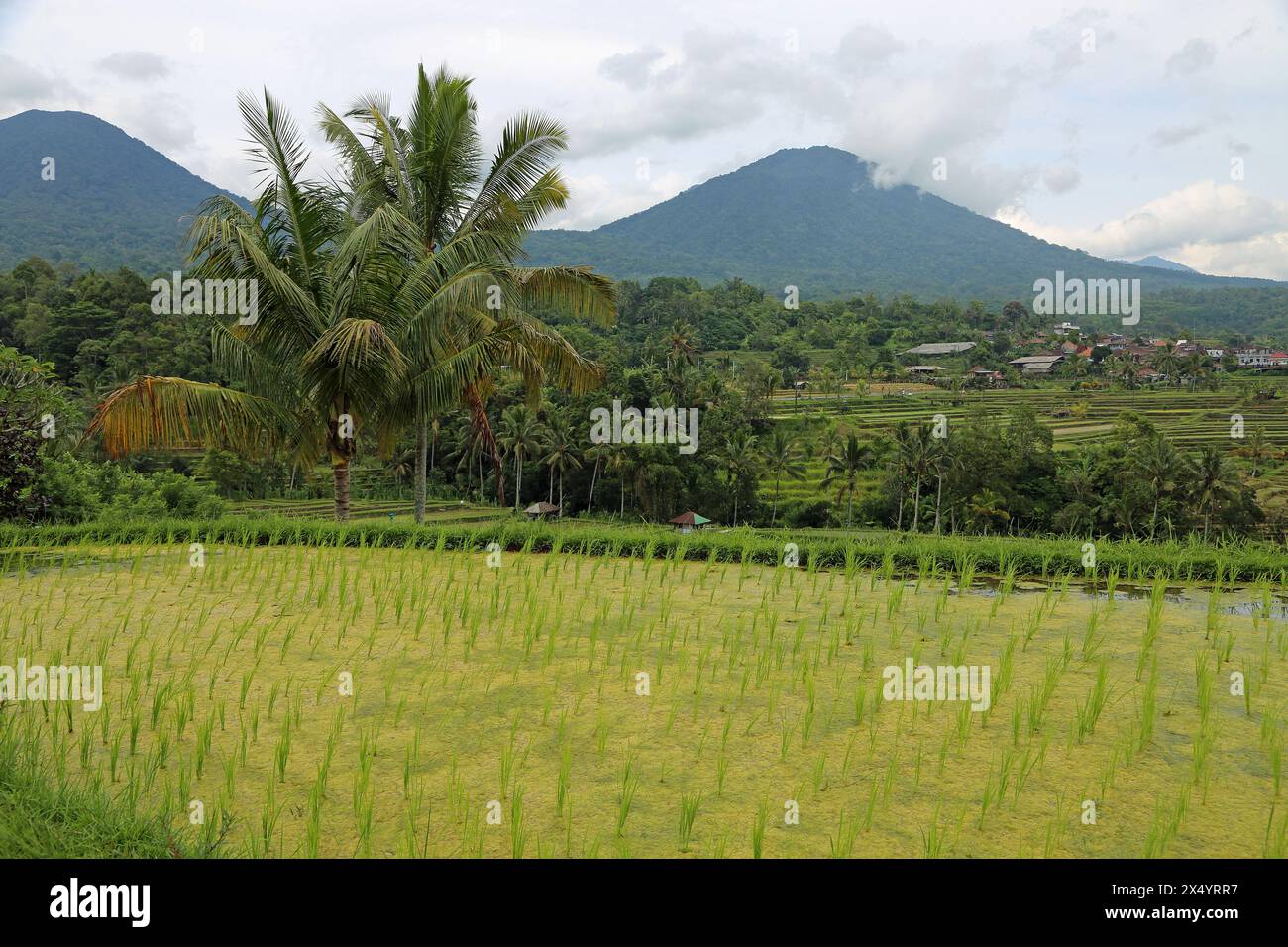 Yellow rice field - Jatiluwih Rice Terraces, Bali, Indonesia Stock ...