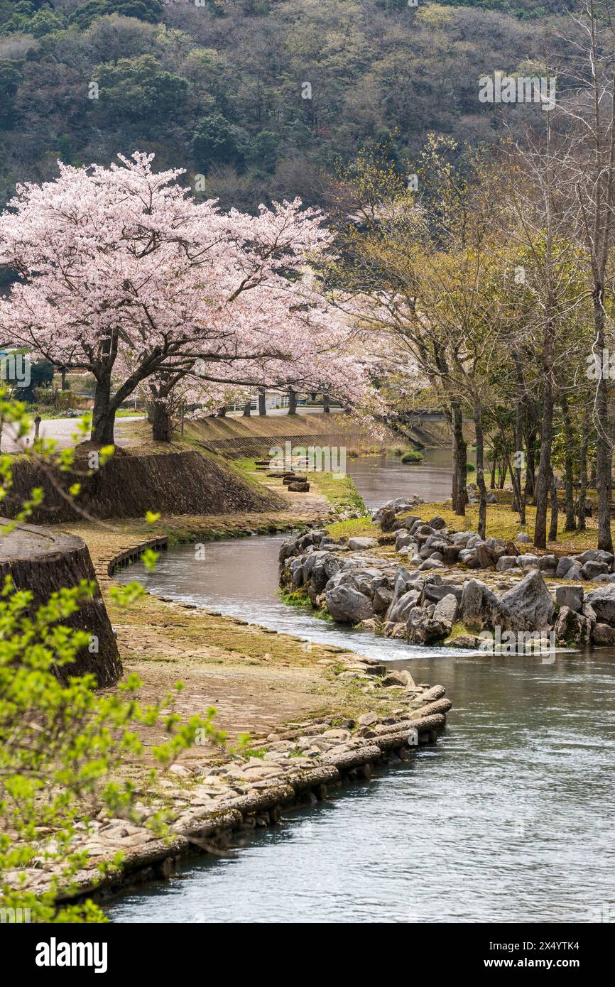 Cherry blossoms along the river with rocks and trees. Inagawa River ...