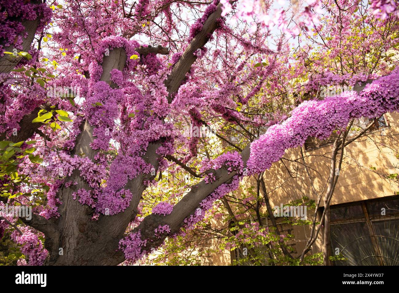 A beautifully flowering tree of Crimson european. Baku. Azerbaijan ...