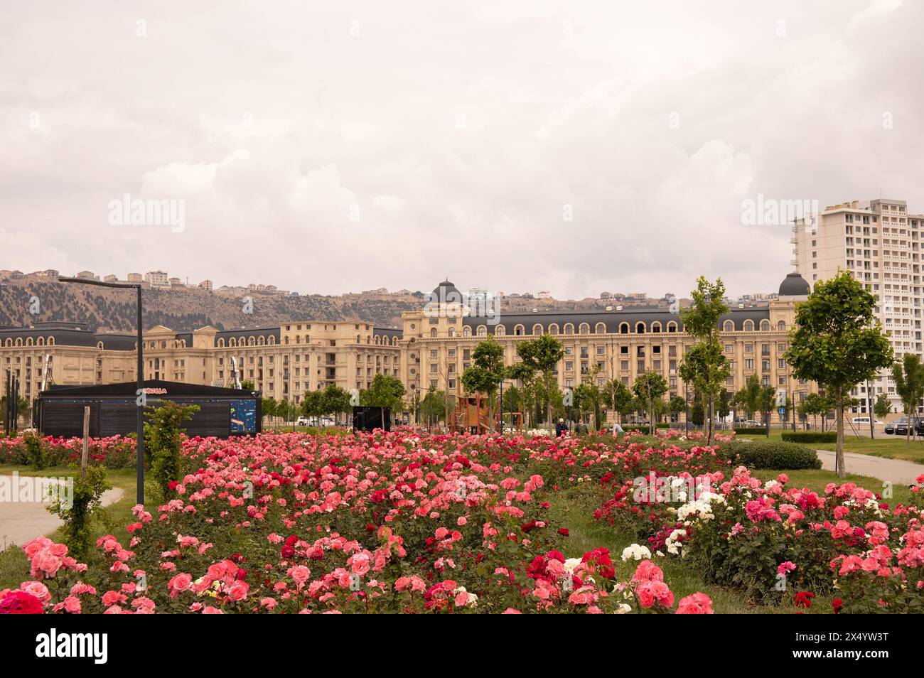 Azerbaijan Flower Send 25 Lavish Pink Roses To Azerbaijan