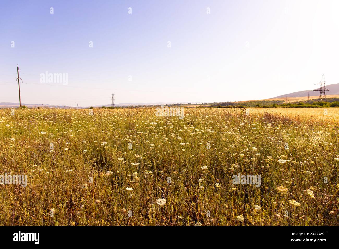 Large field white blooming hi-res stock photography and images - Alamy