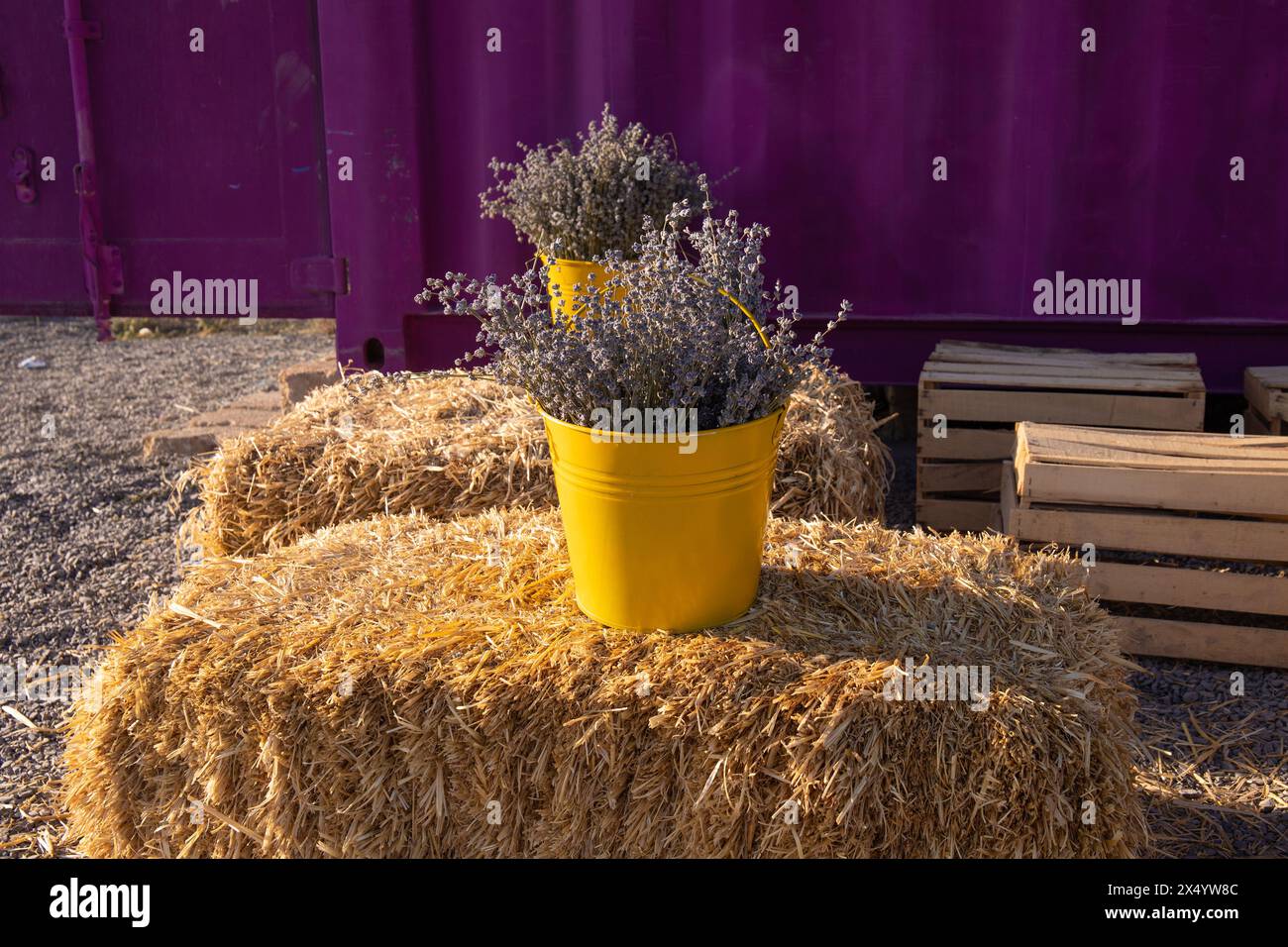 Lavender flowers are in buckets on hay Stock Photo - Alamy