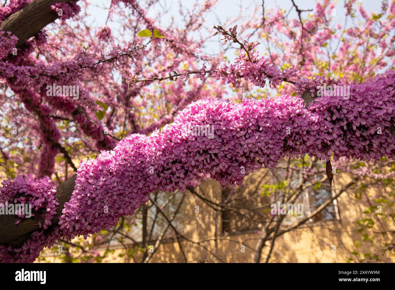 A beautifully flowering tree of Crimson european. Baku. Azerbaijan ...