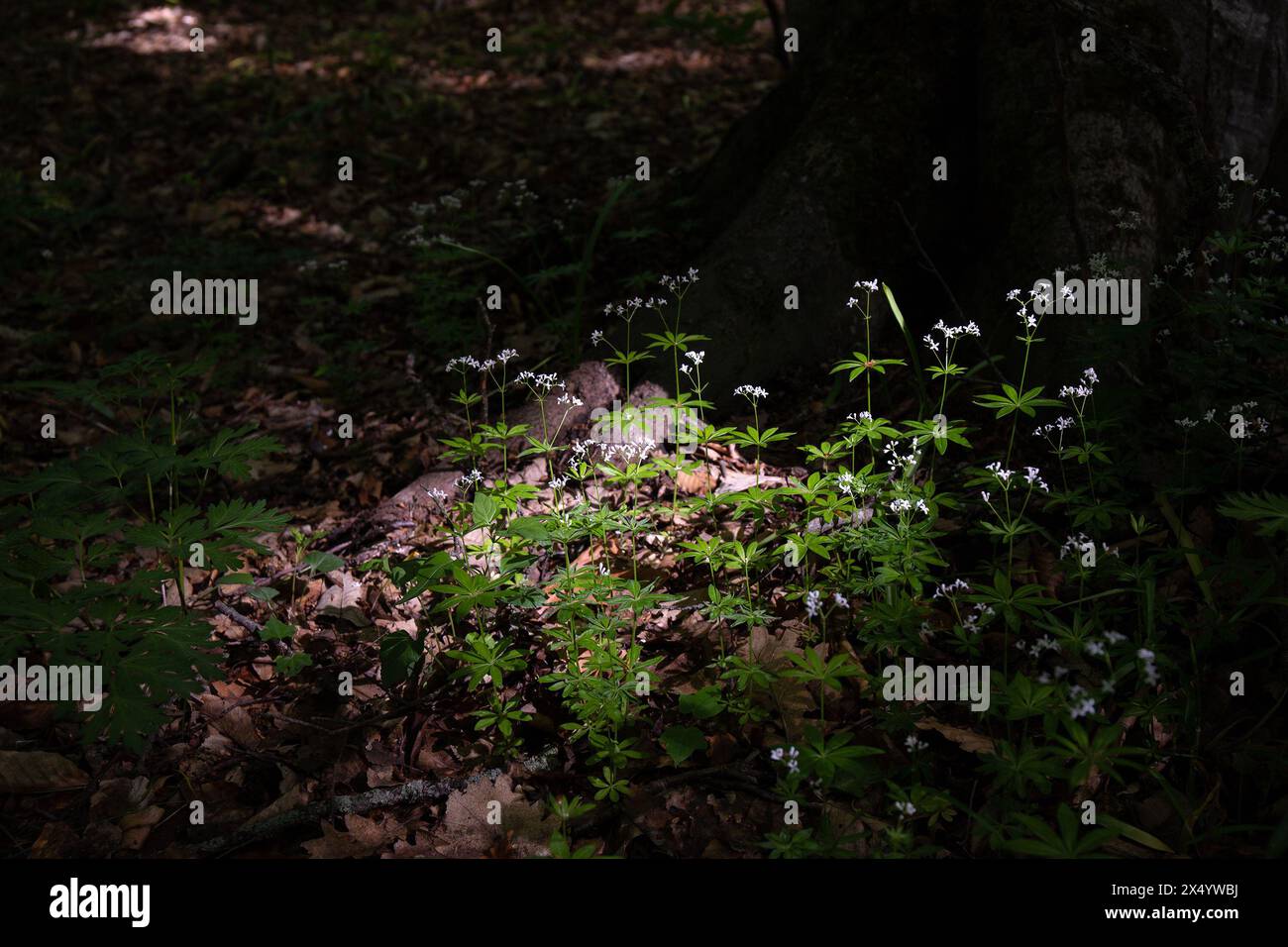 Small shrub in forest hi-res stock photography and images - Alamy
