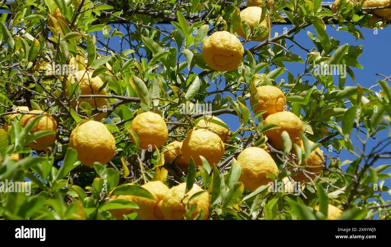 Los Angeles, California, USA 5th May 2024 Lemons on Lemon Tree in ...