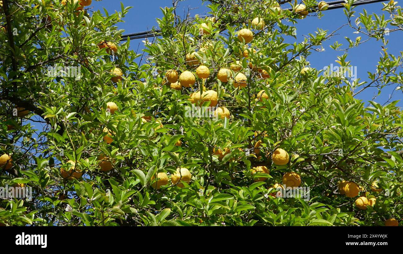 Los Angeles, California, USA 5th May 2024 Lemons on Lemon Tree in ...