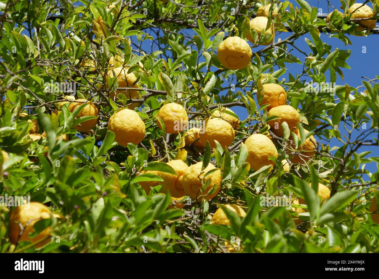 Los Angeles, California, USA 5th May 2024 Lemons on Lemon Tree in ...