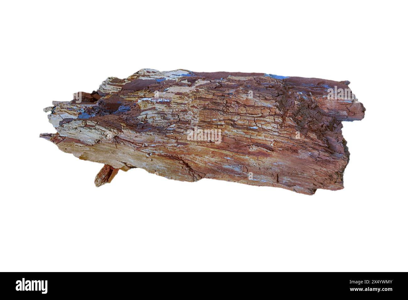 Old rotten log isolate on a white background close-up Stock Photo - Alamy