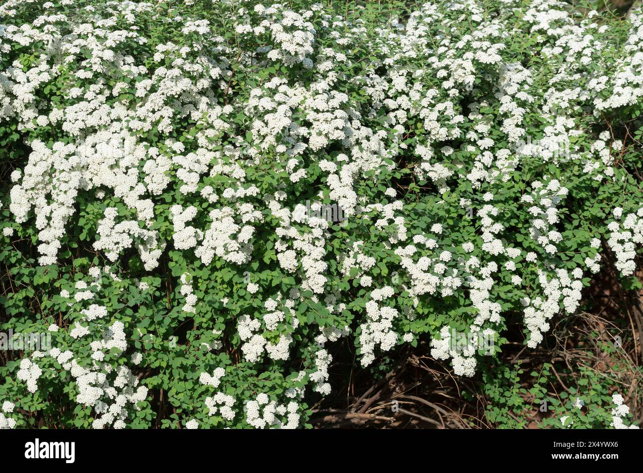 Spirea, meadowsweet spring white flowering shrub Stock Photo - Alamy
