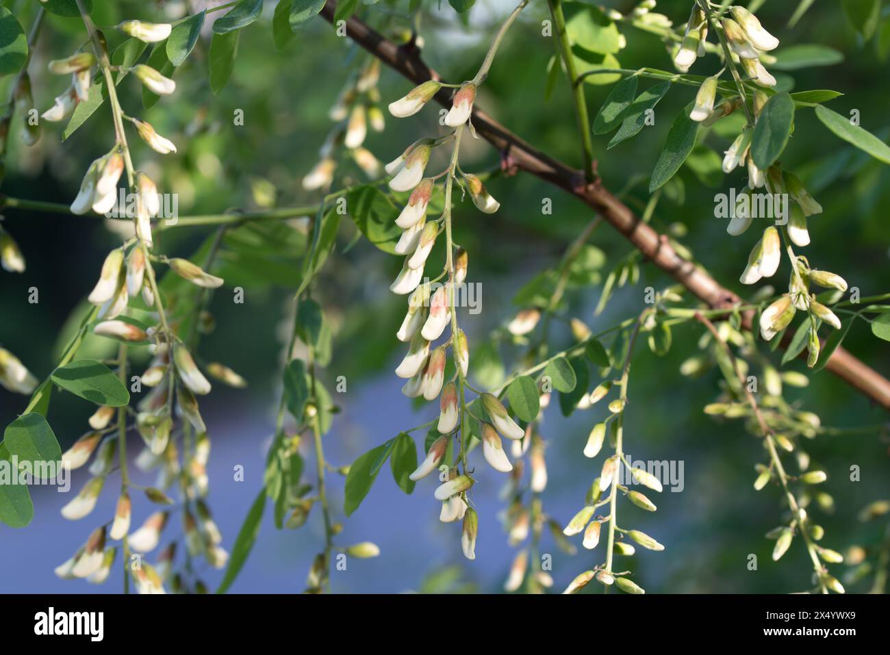 Robinia pseudoacacia white flowers and buds closeup selective focus ...