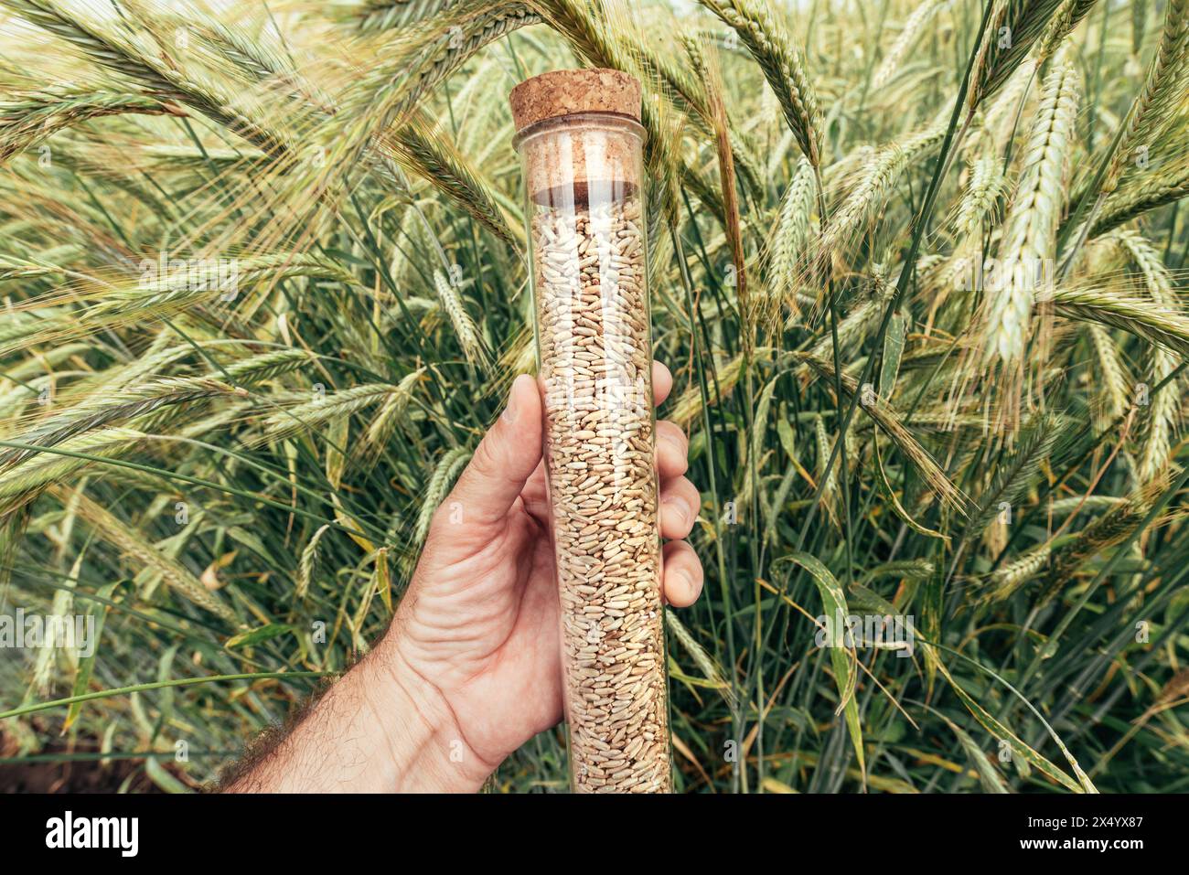 Farm worker holding plastic tube with wheat grain sample, selective ...