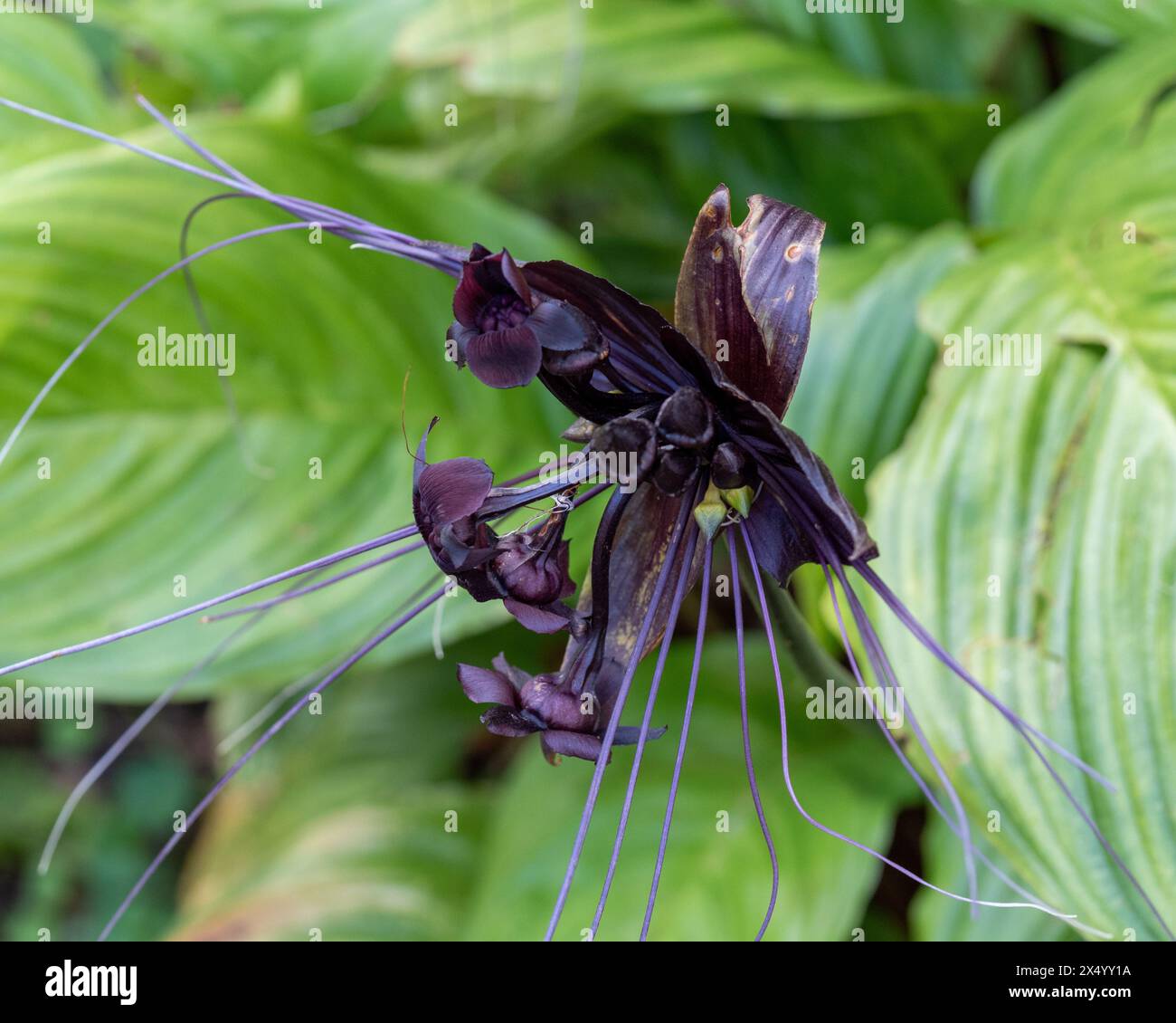 Black Bat Flower, Tacca Chantrieri, with long whiskers and green leaves ...