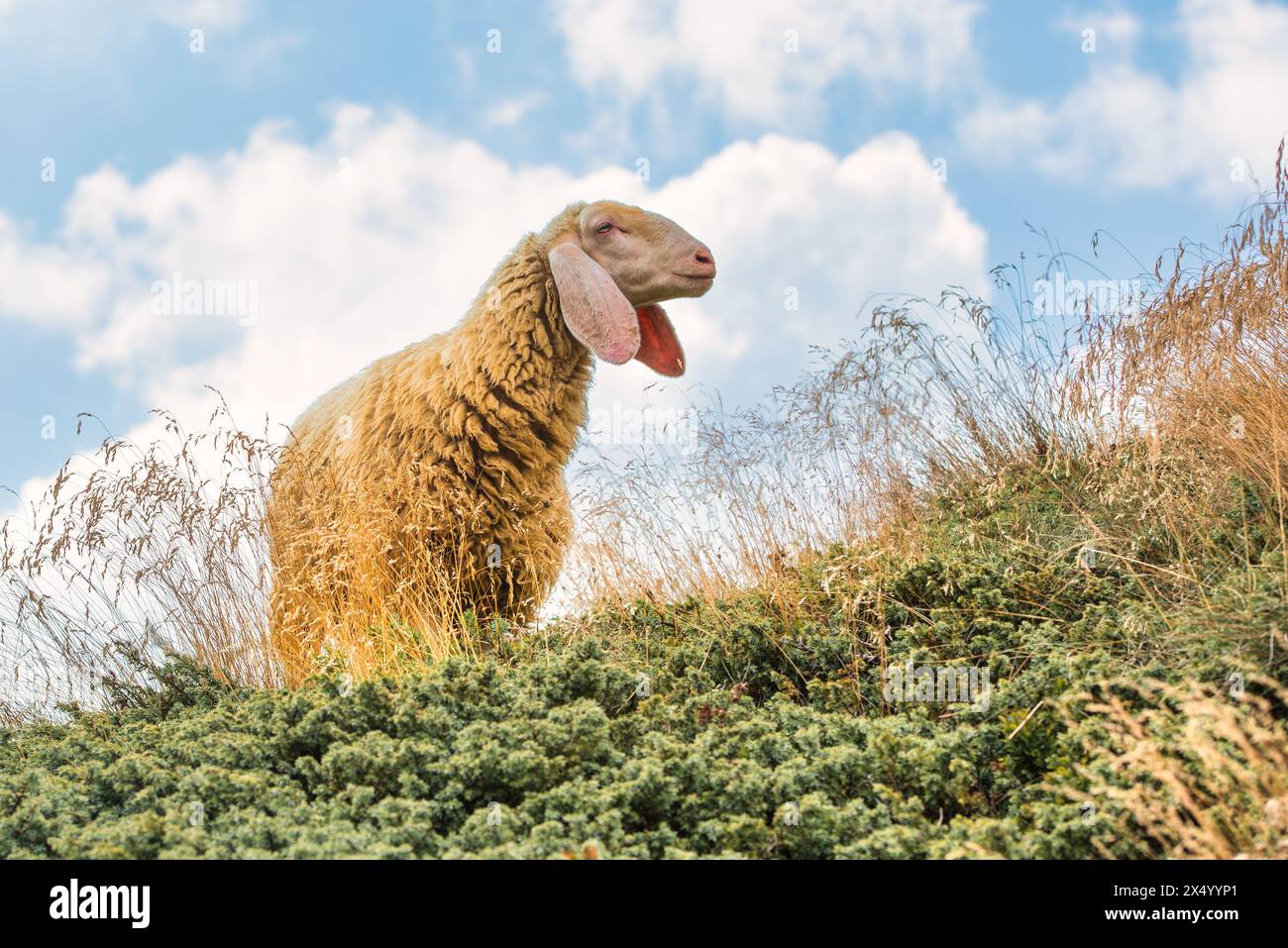 Big sheep hi-res stock photography and images - Alamy