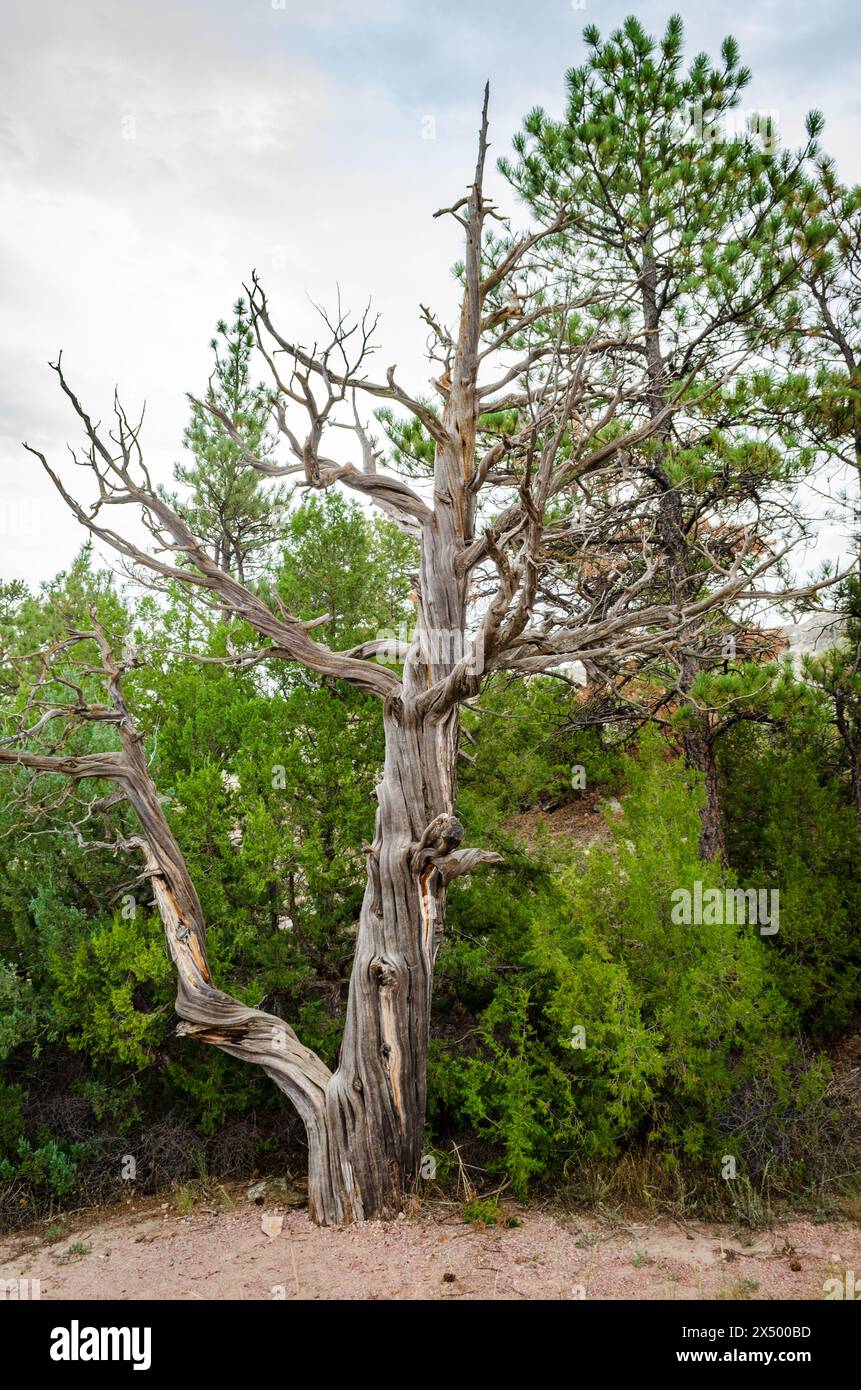 Oregon Trail Ruts State Historic Site in Guernsey, Wyoming, USA Stock ...