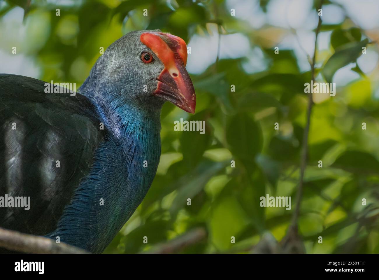 The Purple Swamphen Porphyrio porphyrio is a species of bird in the ...