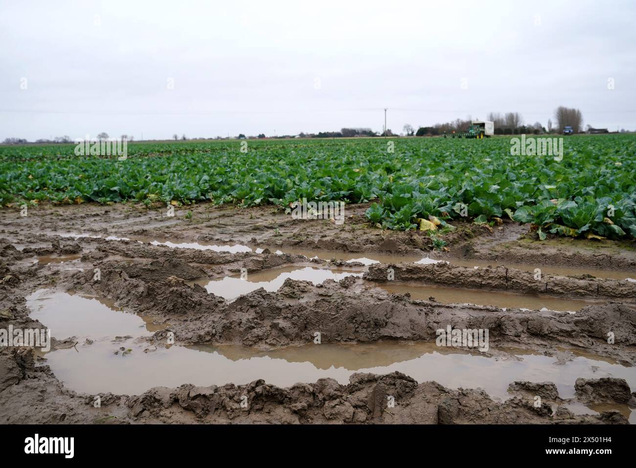 File photo dated 11/01/24 of spring greens harvesting at TH Clements ...