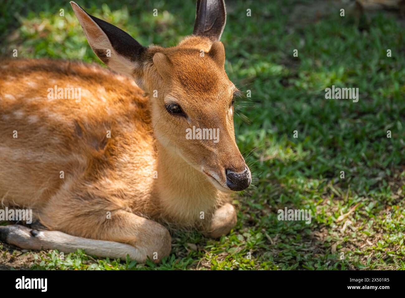 Indian spotted dear sitting on the grass relaxing. Chital or cheetal ...