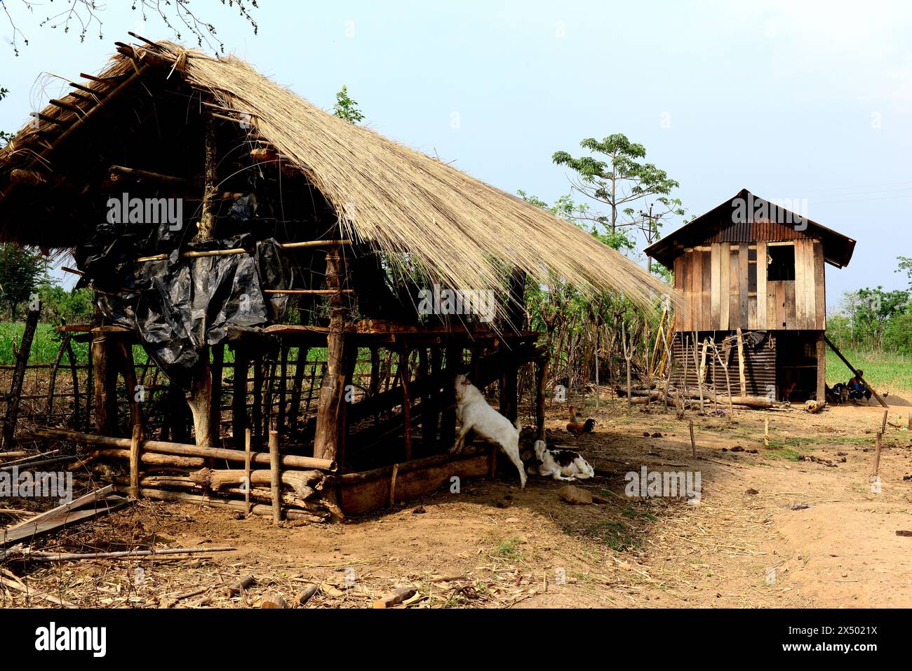 Totos are one of the most primitive communities in the world and this ...