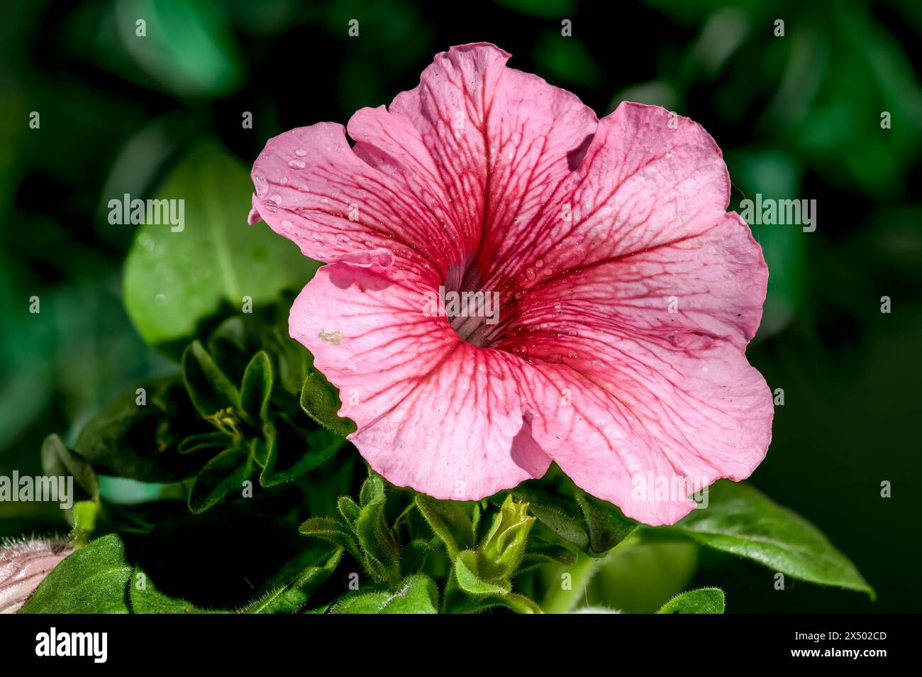 Beautiful Blooming pink Petunia hybrid grandiflora Limbo flowers on a ...