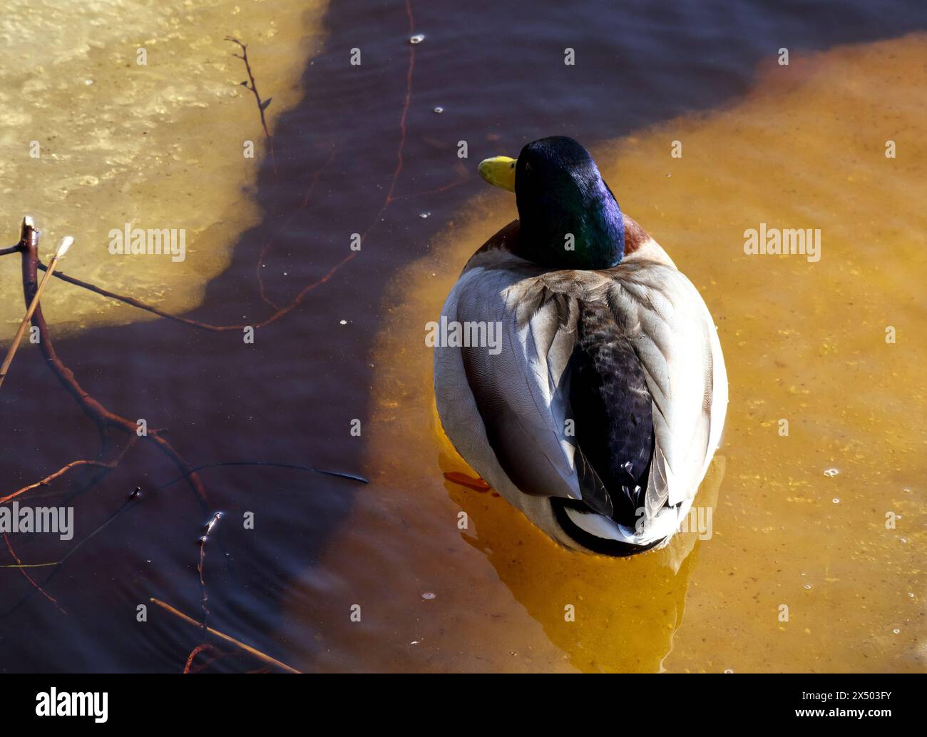 ducks in the water Stock Photo - Alamy