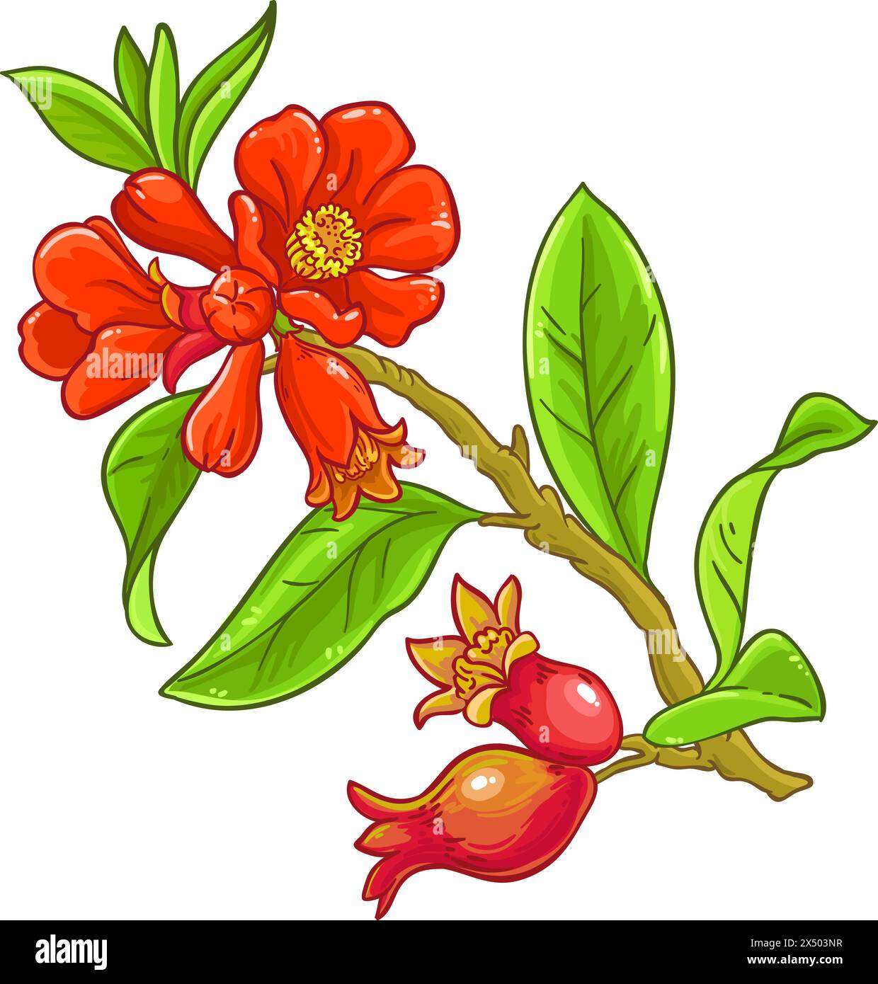 Pomegranate Branch Colored Detailed Illustration Stock Vector Image ...