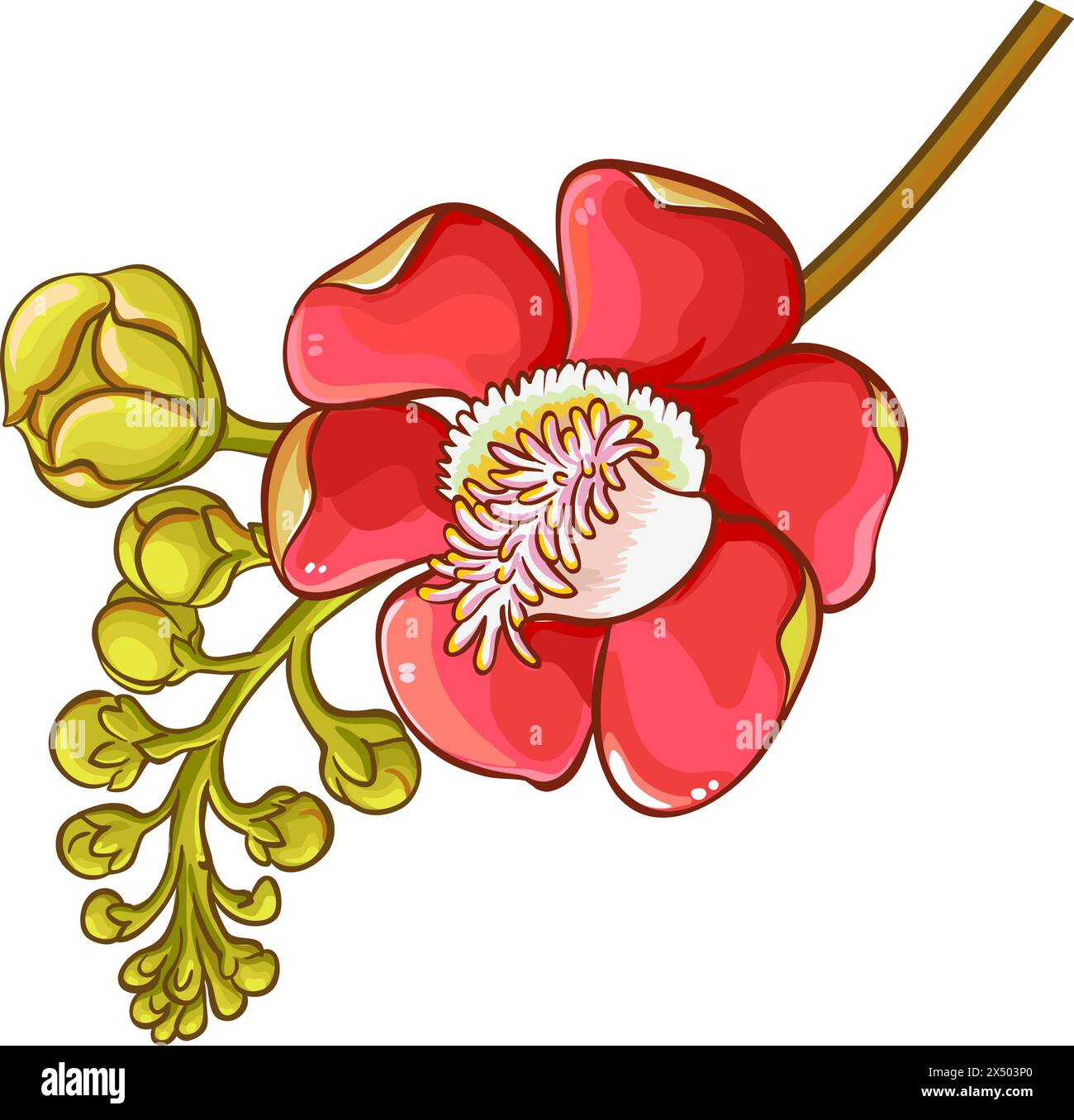 Brazil Nut Flowers Colored Detailed Illustration Stock Vector Image ...
