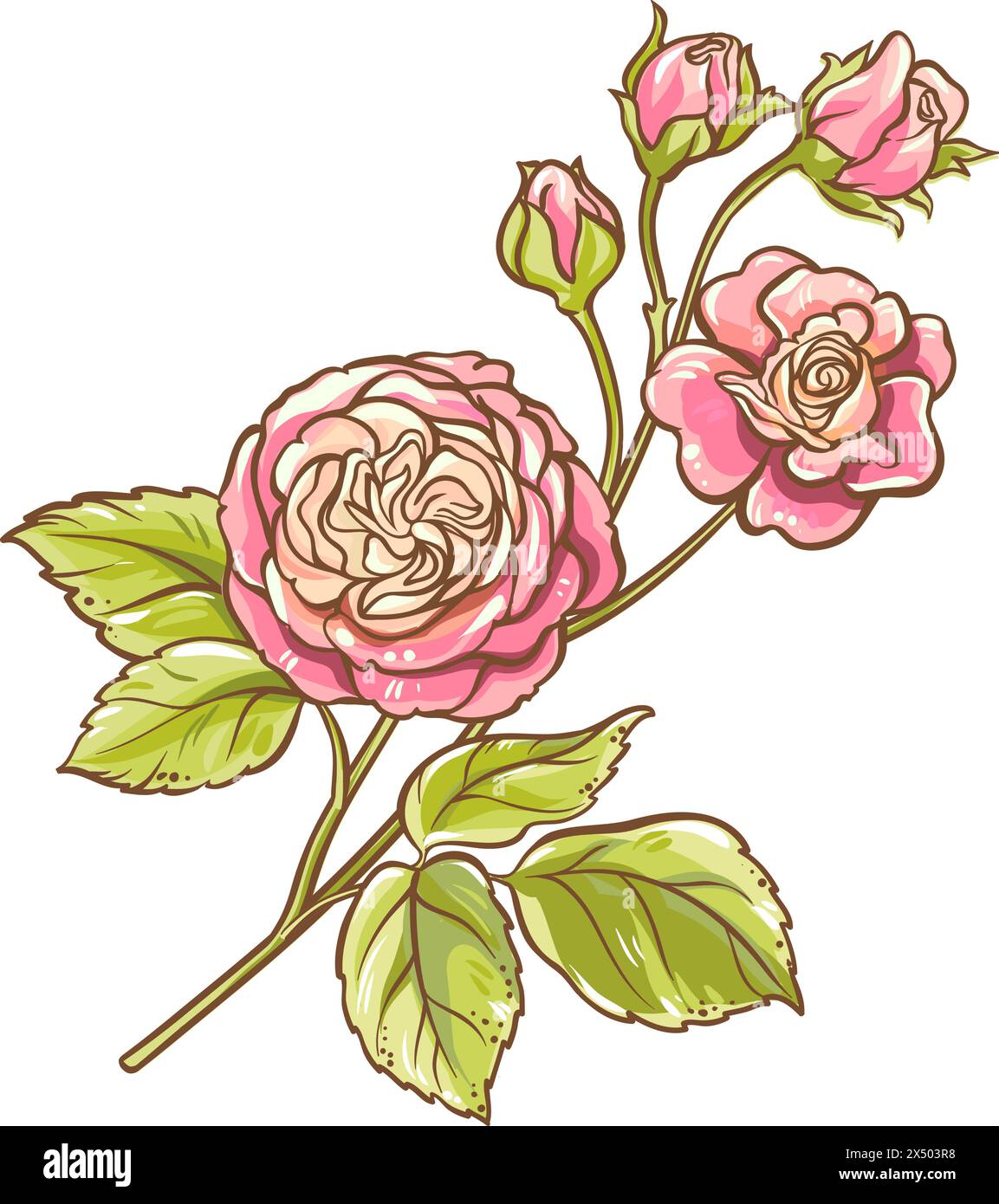 Rose Branch Colored Detailed Illustration Stock Vector Image & Art - Alamy