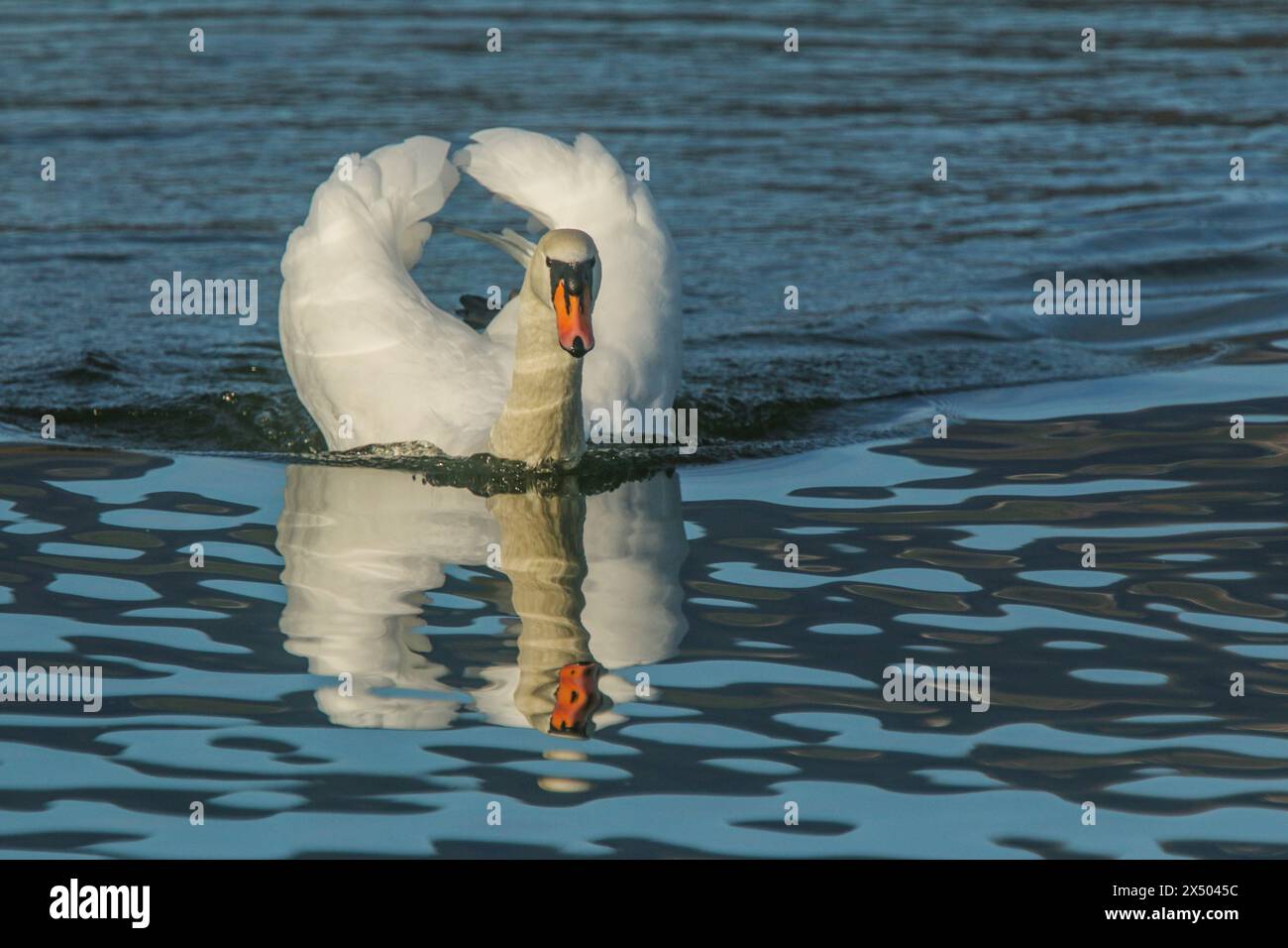Mute swan, territorial behavior Stock Photo - Alamy